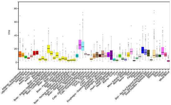 Ceramide Synthase 6: Comparative Analysis, Phylogeny and Evolution