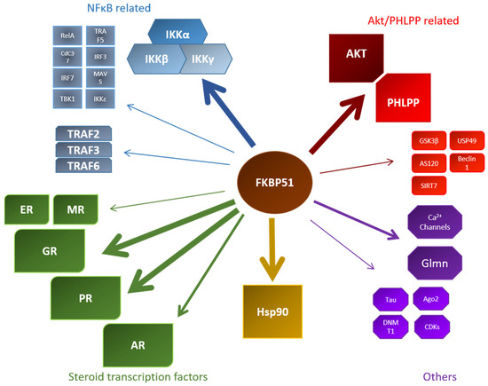 The Many Faces of FKBP51