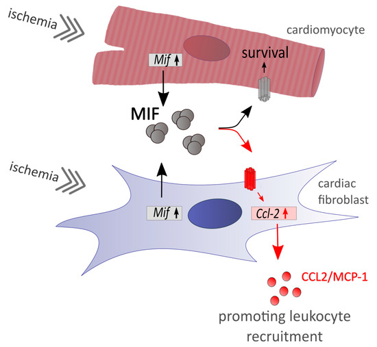Biomolecules | Free Full-Text | Macrophage Migration Inhibitory Factor ...