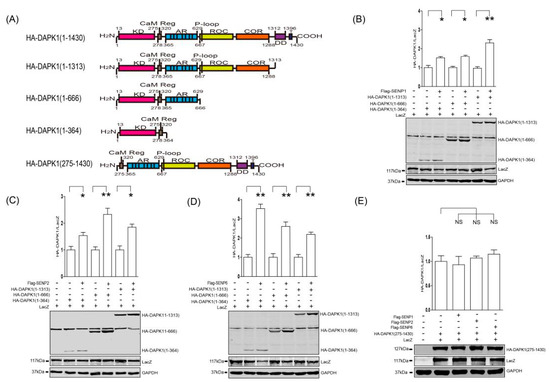 Regulation of the Expression of DAPK1 by SUMO Pathway