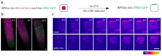 PIN2 Polarity Establishment in Arabidopsis in the Absence of an Intact ...