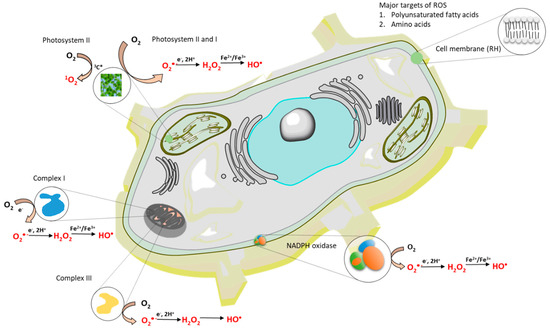 Mechanism of the Formation of Electronically Excited Species by ...