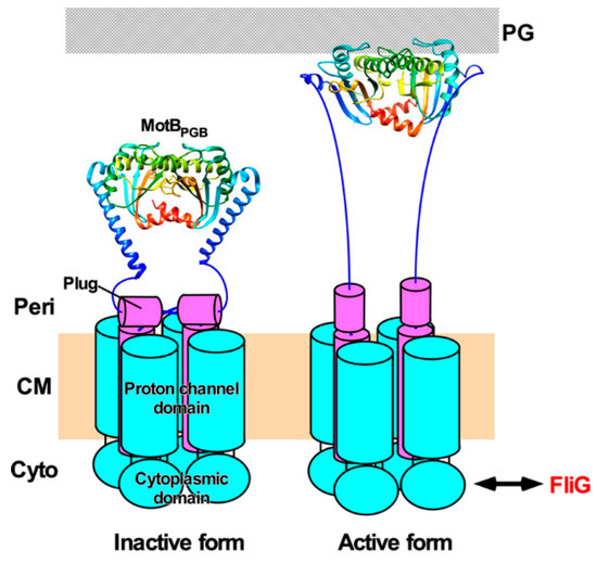 Flagella-Driven Motility of Bacteria