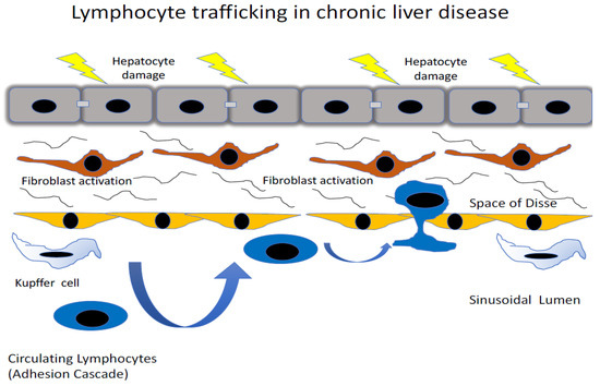 The Role of Stabilin-1 in Lymphocyte Trafficking and Macrophage ...