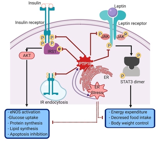 Biomolecules | Free Full-Text | The Role of Protein Tyrosine ...