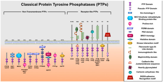 The Role of Protein Tyrosine Phosphatase (PTP)-1B in Cardiovascular ...