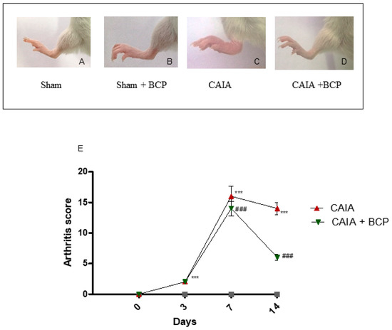 β-Caryophyllene Mitigates Collagen Antibody Induced Arthritis (CAIA) in ...