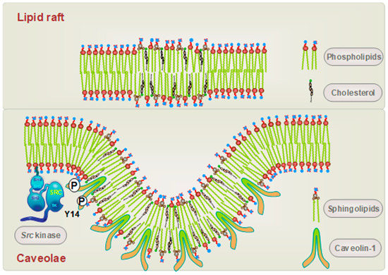 Biomolecules | Special Issue : Beyond Lipid Rafts and Caveolae: From ...