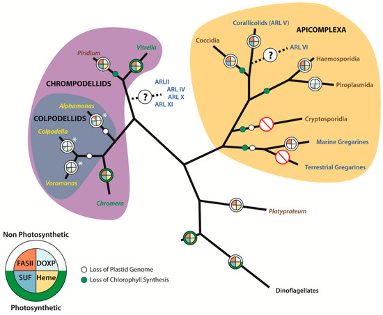 There Is Treasure Everywhere: Reductive Plastid Evolution in ...