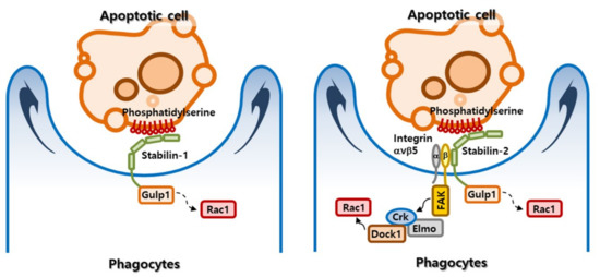 Stabilin Receptors: Role as Phosphatidylserine Receptors