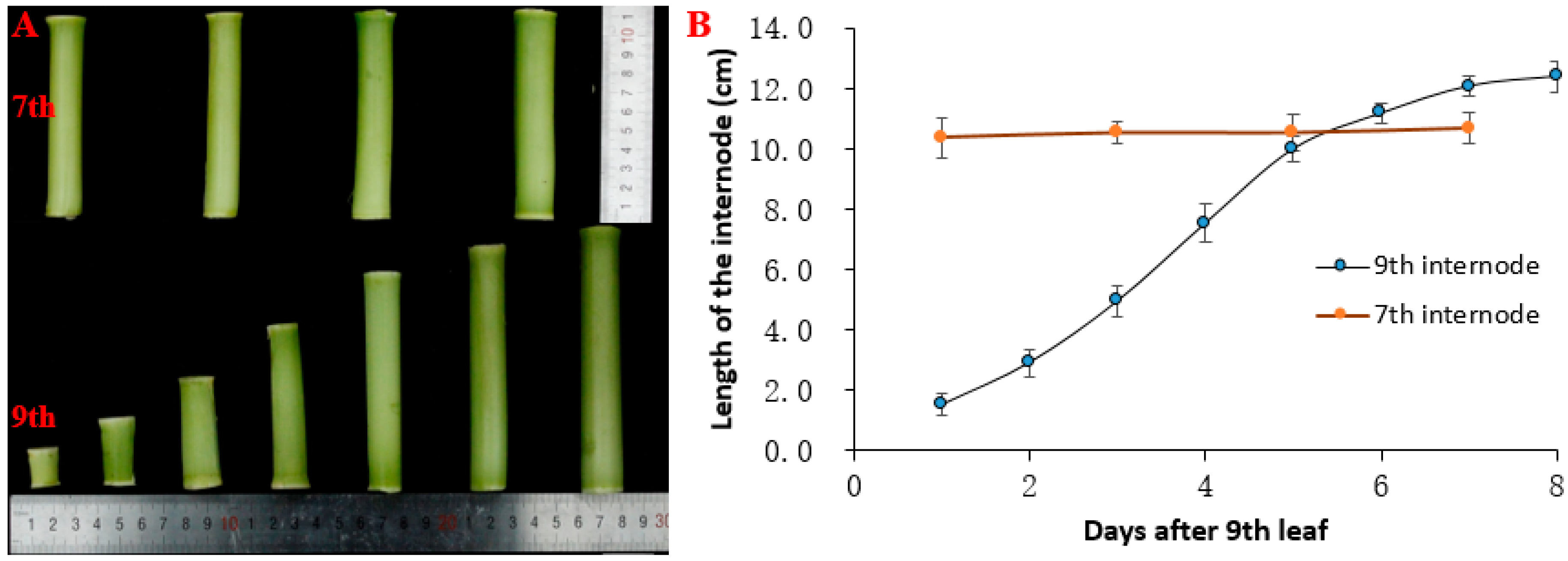 System Analysis of MIRNAs in Maize Internode Elongation