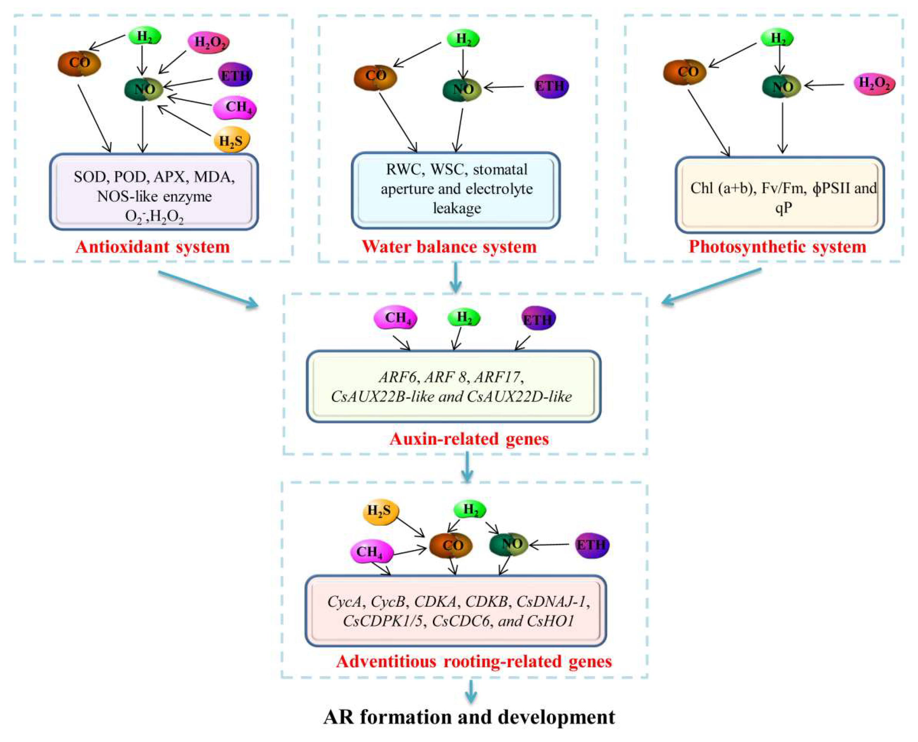 Roles of Small-Molecule Compounds in Plant Adventitious Root Development