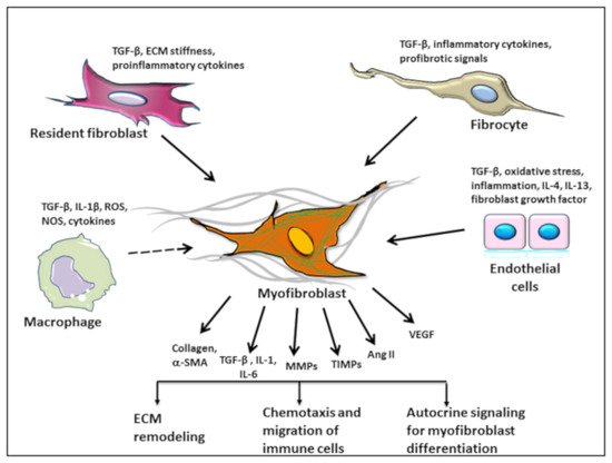Fibroblasts and Their Pathological Functions in the Fibrosis of Aortic ...