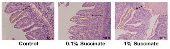 Succinate Modulates Intestinal Barrier Function and Inflammation ...