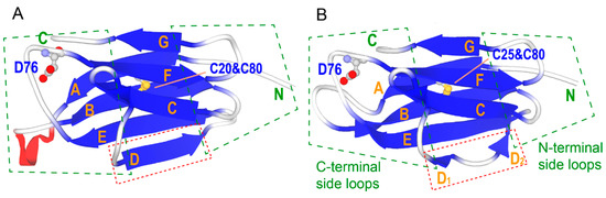 Biomolecules | Free Full-Text | Loosening of Side-Chain Packing ...