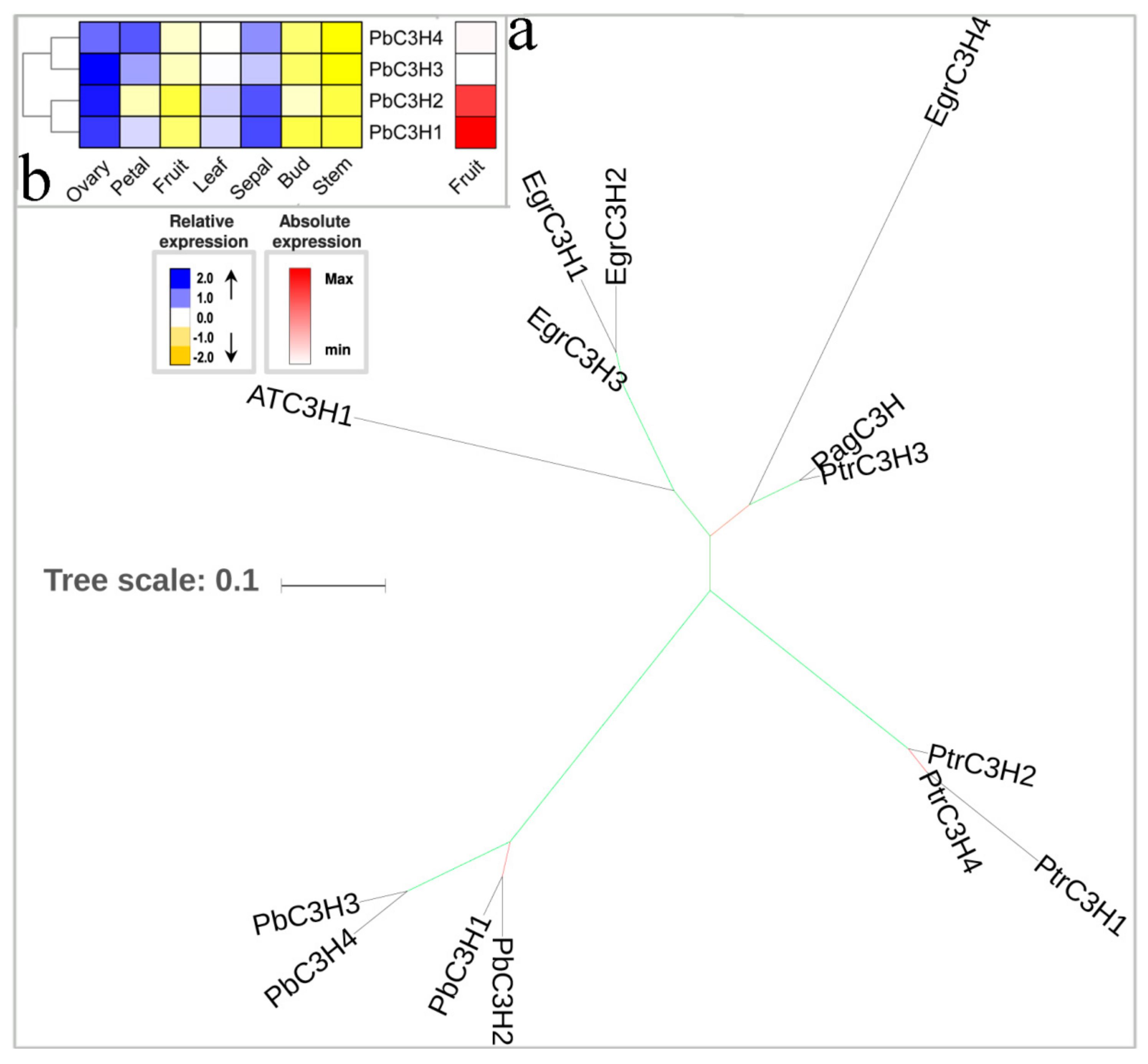 Integrative Analysis of the Core Fruit Lignification Toolbox in Pear ...