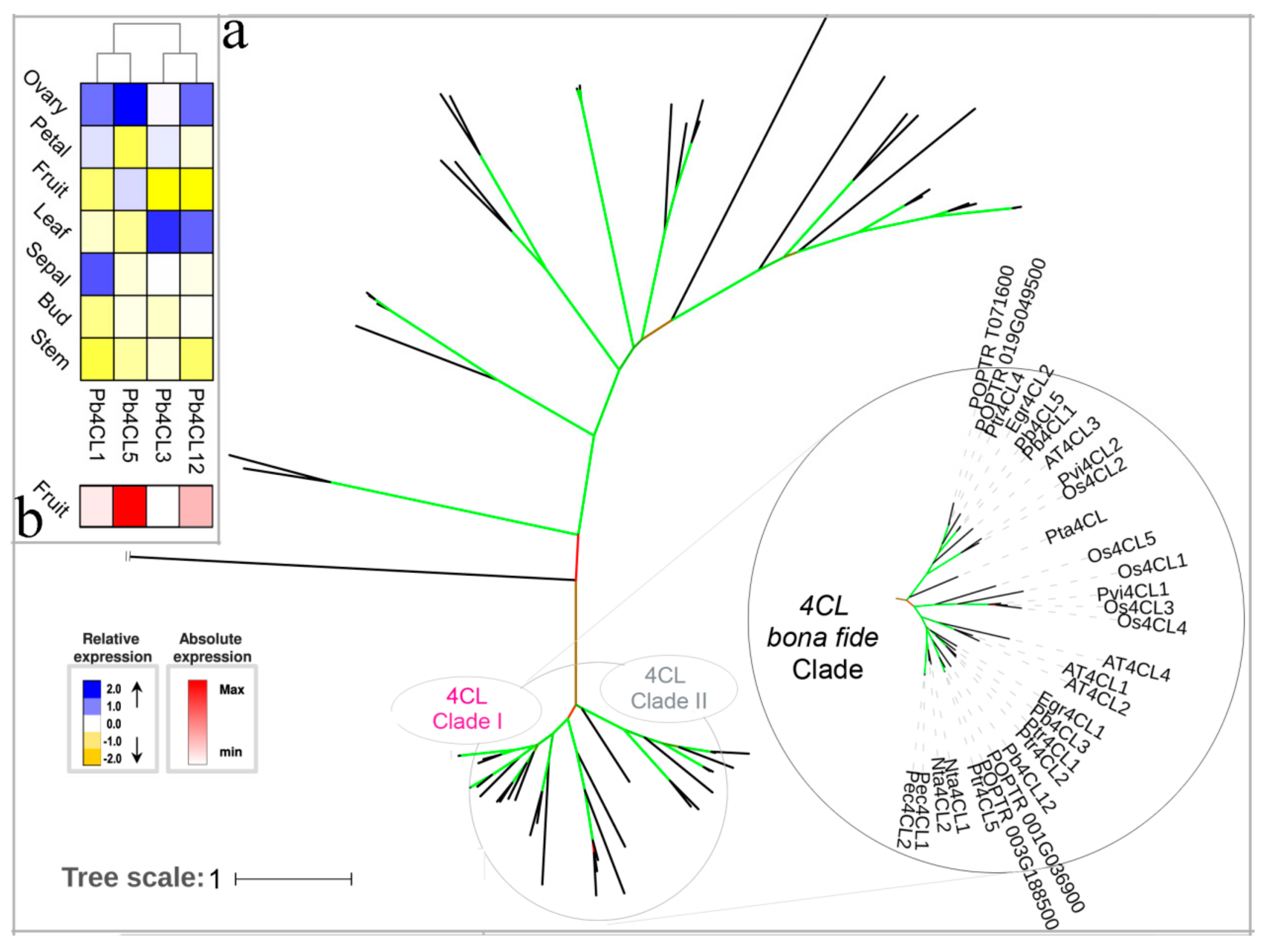 Integrative Analysis of the Core Fruit Lignification Toolbox in Pear ...