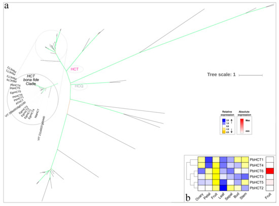 Integrative Analysis of the Core Fruit Lignification Toolbox in Pear ...