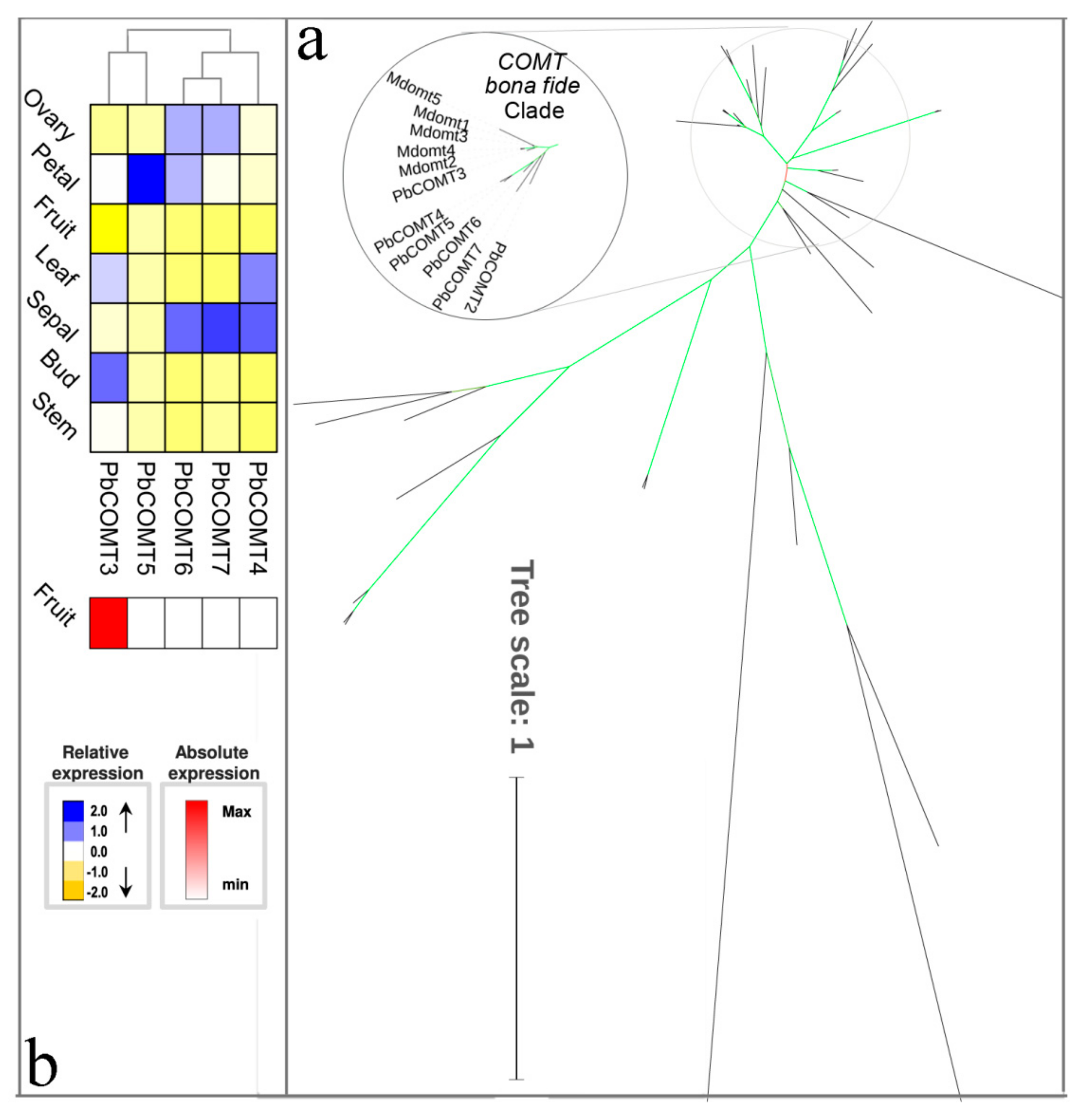 Integrative Analysis of the Core Fruit Lignification Toolbox in Pear ...