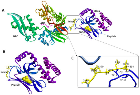 The Link That Binds: The Linker of Hsp70 as a Helm of the Protein’s ...