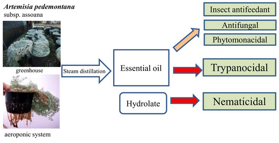 Biomolecules | Special Issue : Perspectives of Essential Oils