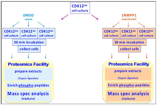 CDK12 Activity-Dependent Phosphorylation Events in Human Cells
