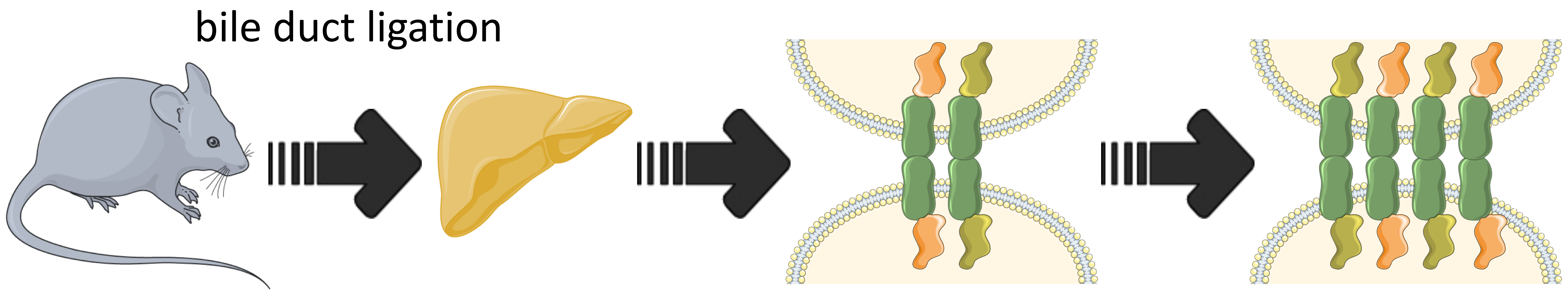 Biomolecules | Free Full-Text | Increased Expression of Adherens ... Biomolecules | Free Full-Text | Increased Expression of Adherens ...