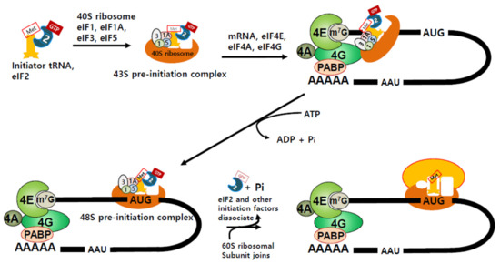 Biomolecules | Free Full-Text | Cell Fate Control by Translation: mRNA ...