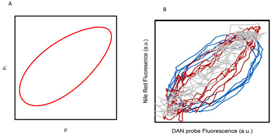 Coupled Response of Membrane Hydration with Oscillating Metabolism in ...