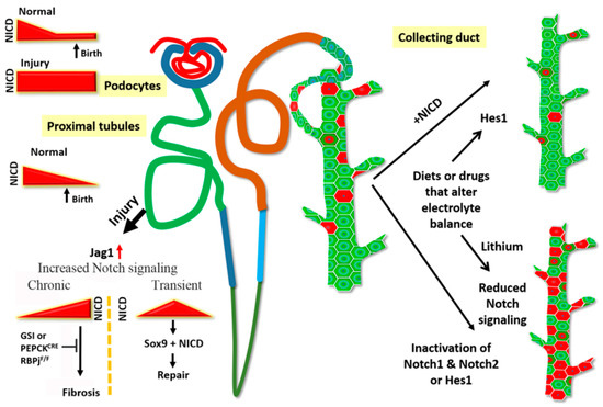 Notch Signaling in Kidney Development, Maintenance, and Disease