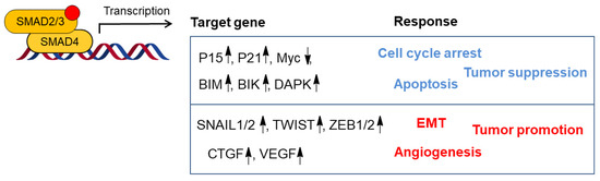 A Perspective on the Development of TGF-β Inhibitors for Cancer Treatment