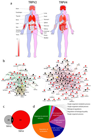 Trafficking of Stretch-Regulated TRPV2 and TRPV4 Channels Inferred ...