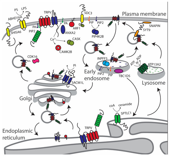 Trafficking of Stretch-Regulated TRPV2 and TRPV4 Channels Inferred ...