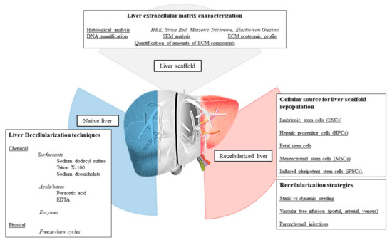 A Hepatic Scaffold from Decellularized Liver Tissue: Food for Thought