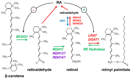 Generation of Retinaldehyde for Retinoic Acid Biosynthesis