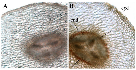 Role of Pea LTPs and Abscisic Acid in Salt-Stressed Roots
