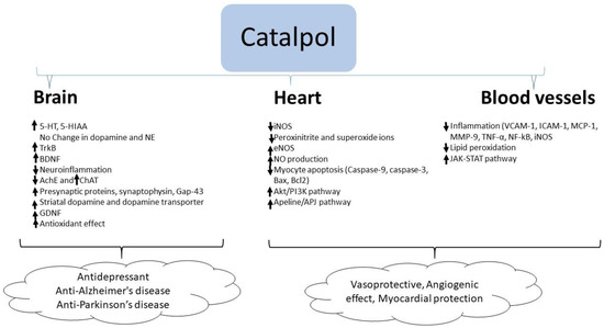 Multiple Biological Effects of an Iridoid Glucoside, Catalpol, and Its ...