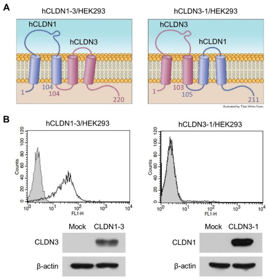 Development of Human Monoclonal Antibody for Claudin-3 Overexpressing Carcinoma Targeting