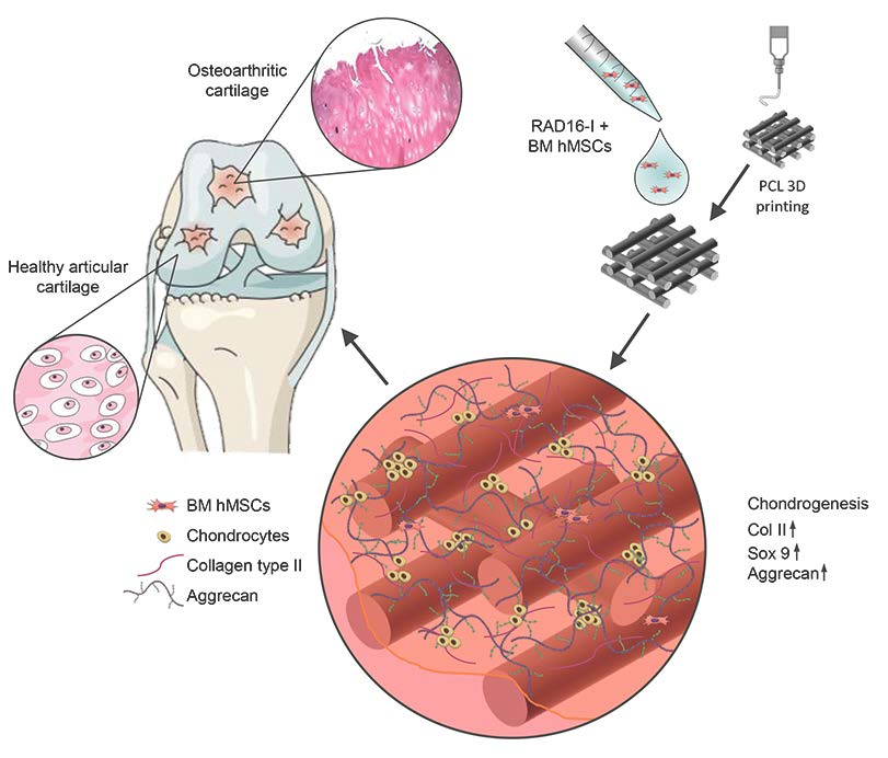 Biomolecules | Free Full-Text | Development of a Three-Dimensional ...