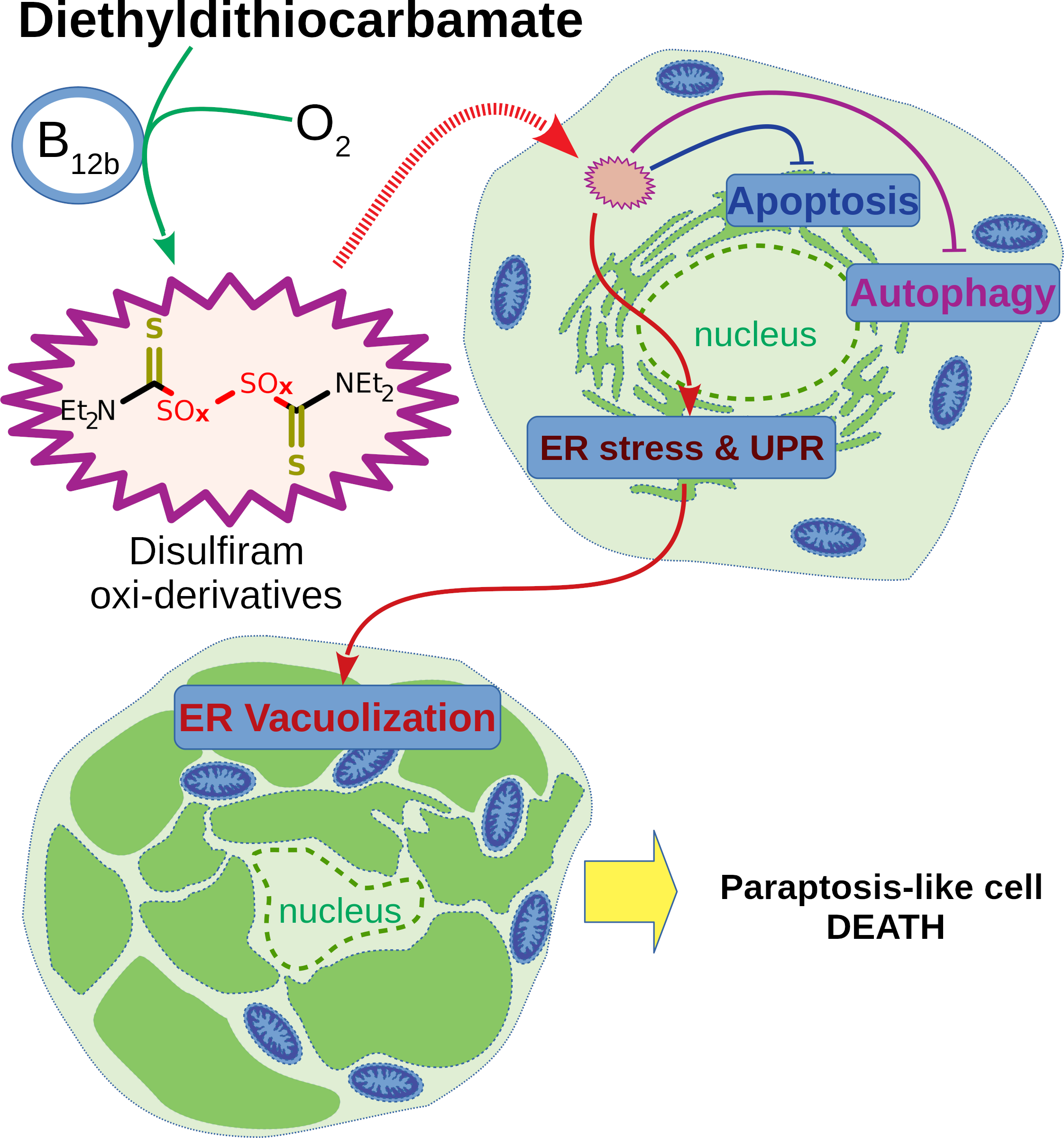 Biomolecules | Free Full-Text | Vitamin B12b Enhances the Cytotoxicity ...