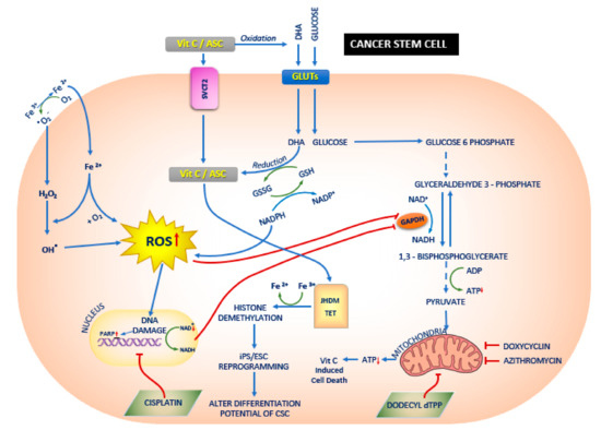 Combination Therapy with Vitamin C Could Eradicate Cancer Stem Cells