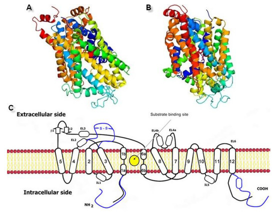 Structure Modeling of the Norepinephrine Transporter