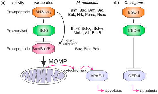 The Bcl-2 Family: Ancient Origins, Conserved Structures, and Divergent ...
