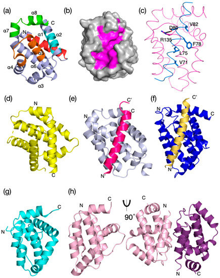 The Bcl-2 Family: Ancient Origins, Conserved Structures, and Divergent ...
