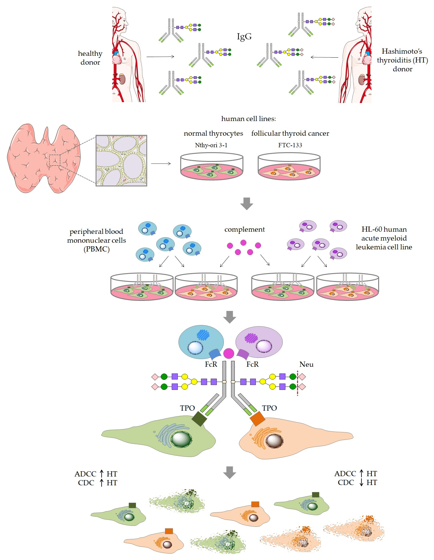 Biomolecules | Free Full-Text | The Contribution of IgG Glycosylation ...