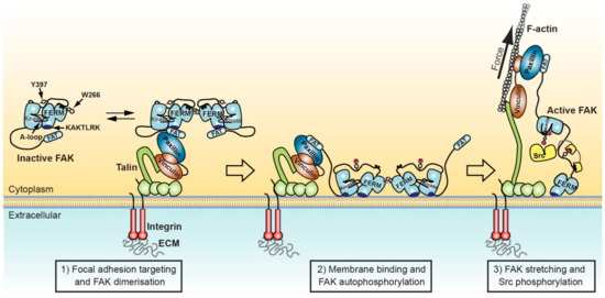 FAK Structure and Regulation by Membrane Interactions and Force in ...