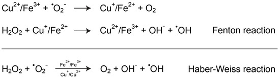 Copper Ions and Parkinson’s Disease: Why Is Homeostasis So Relevant?