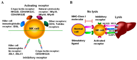 Recent Advances in Molecular Mechanisms of the NKG2D Pathway in ...