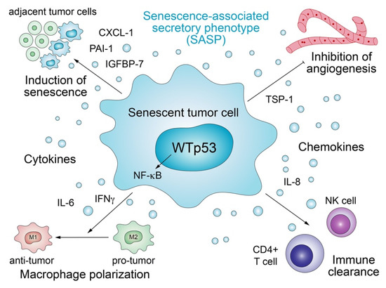 p53’s Extended Reach: The Mutant p53 Secretome