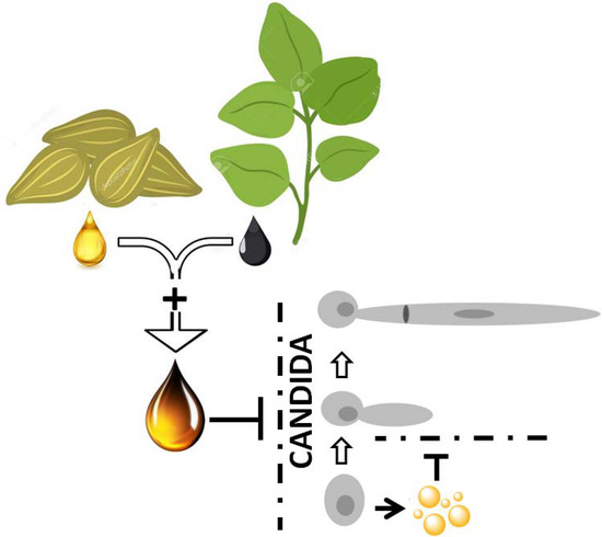 Biomolecules | Special Issue : Perspectives of Essential Oils